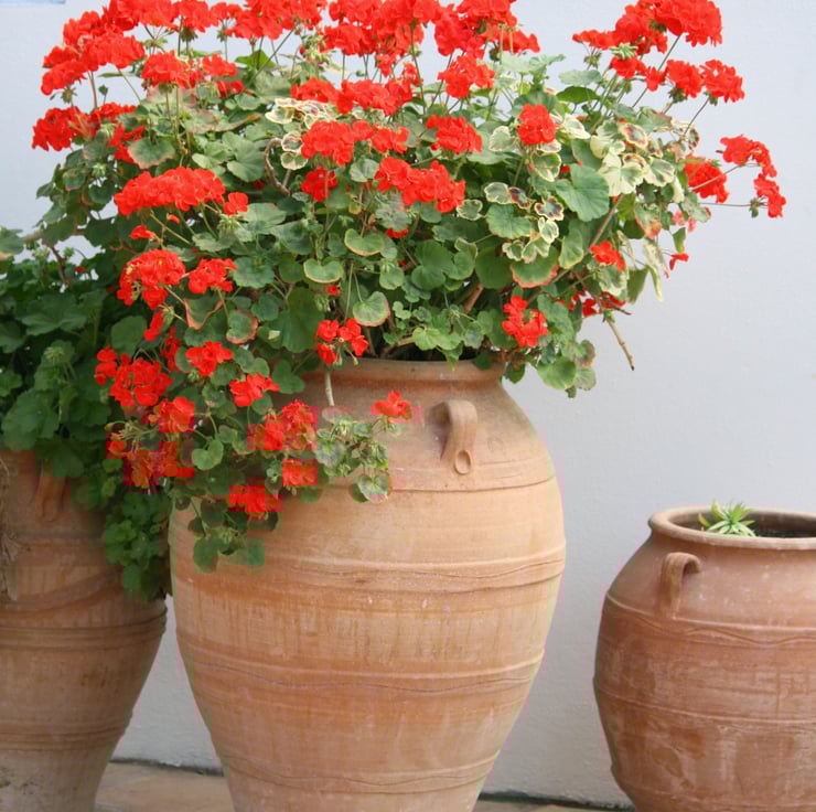 Photographic greetings card of red Geraniums in... - Folksy