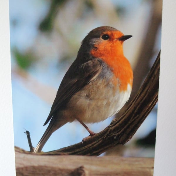 Photo of a Robin on a Christmas card. - Folksy