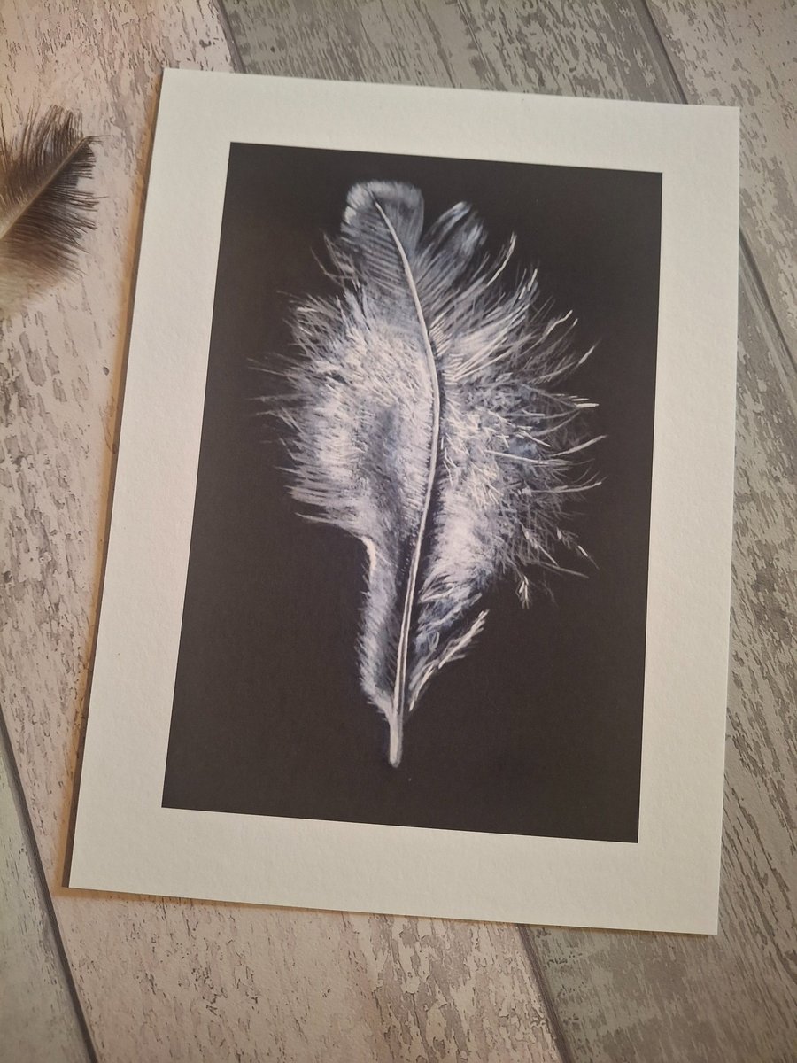 White feather drawing, Giclee prints, White on ... - Folksy