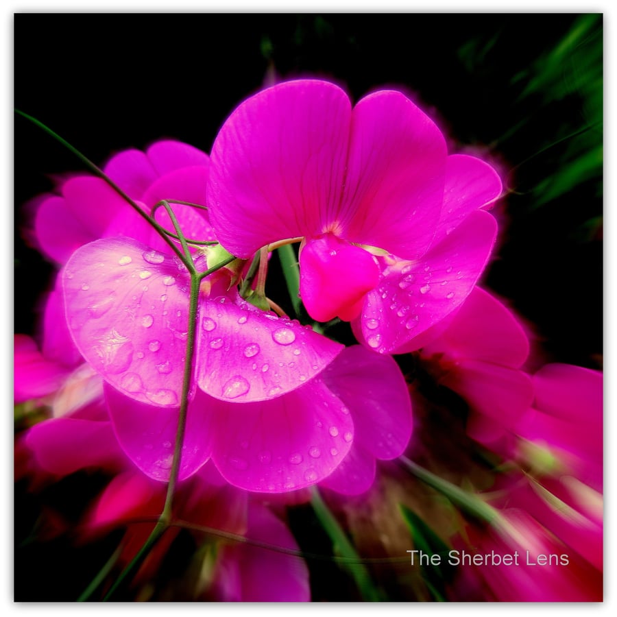Raindrops on a Sweet Pea. A 20cm x 20cm (8 in... - Folksy