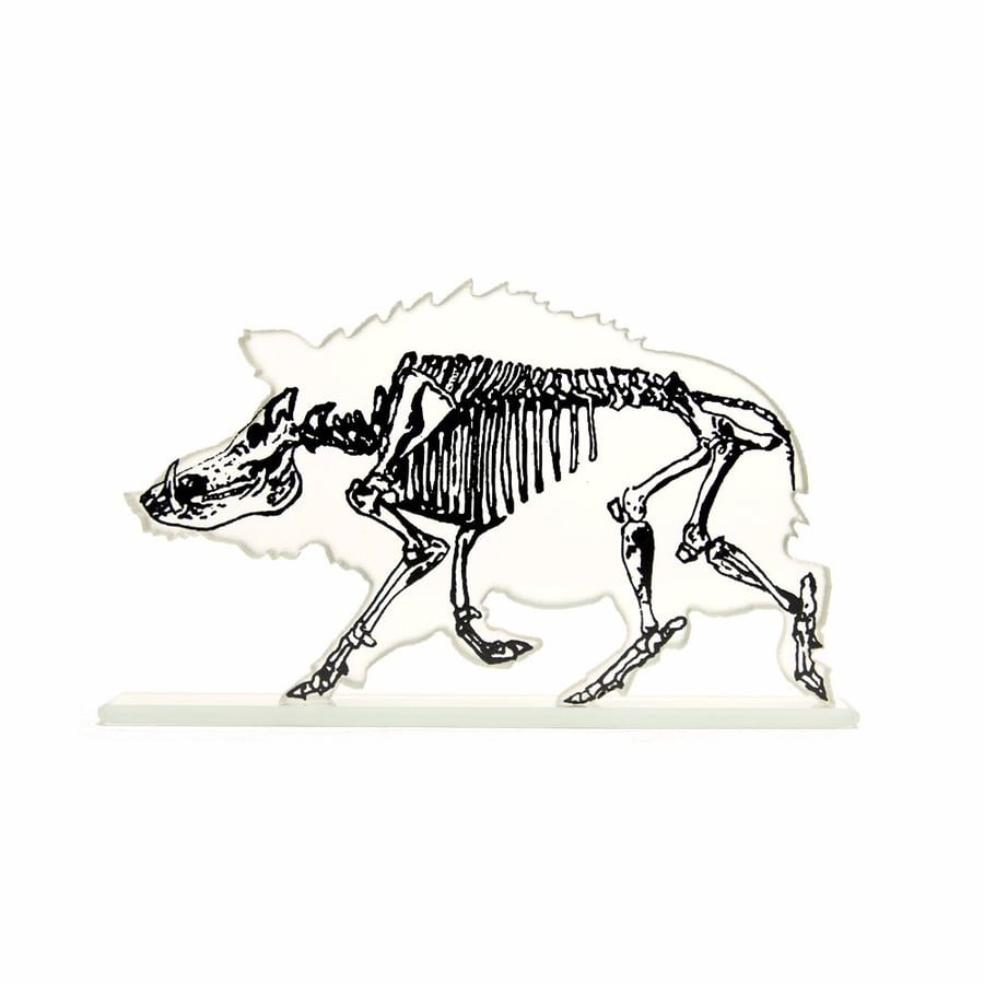 Xray Wild Boar Skeleton Glass Sculpture - Folksy