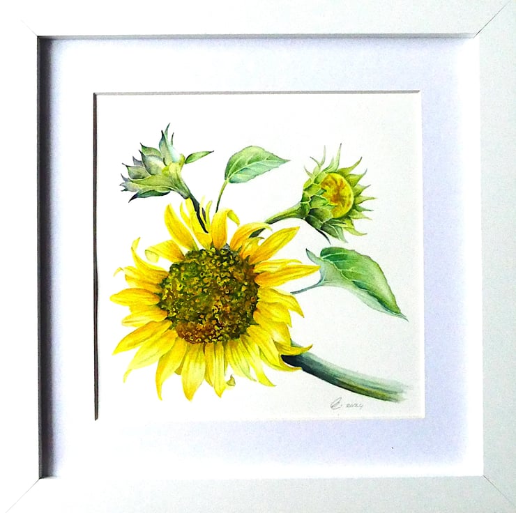 Framed Sunflower Original Botanical Watercolou... - Folksy