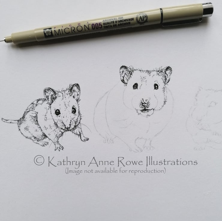 Hamster, Roborovski, Syrian, Chinese, Dwarf, Ha... - Folksy