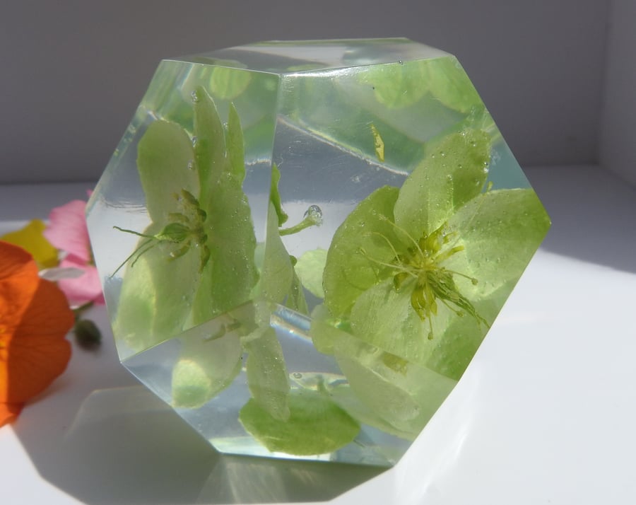 Real Flower Hellebore Geodesic - Gift for Garde... - Folksy