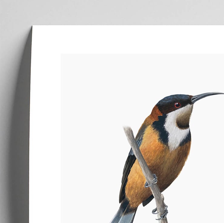 Fine Art Giclée Print Eastern Spinebill Austral... - Folksy