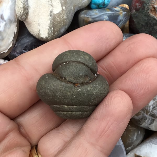 Ancient Coprolite! Pyrite Coprolite Fossilised... - Folksy