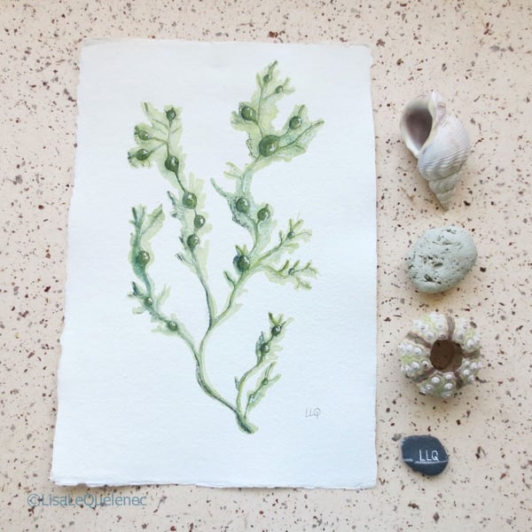 Seaweed botanical watercolour painting original... - Folksy