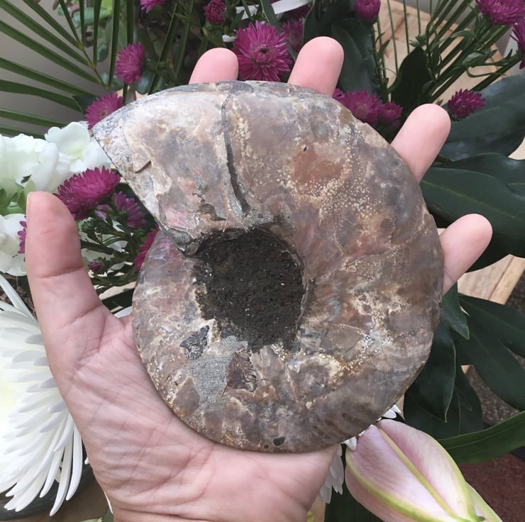 Super Substantial Half Polished Ammonite for Cr... - Folksy