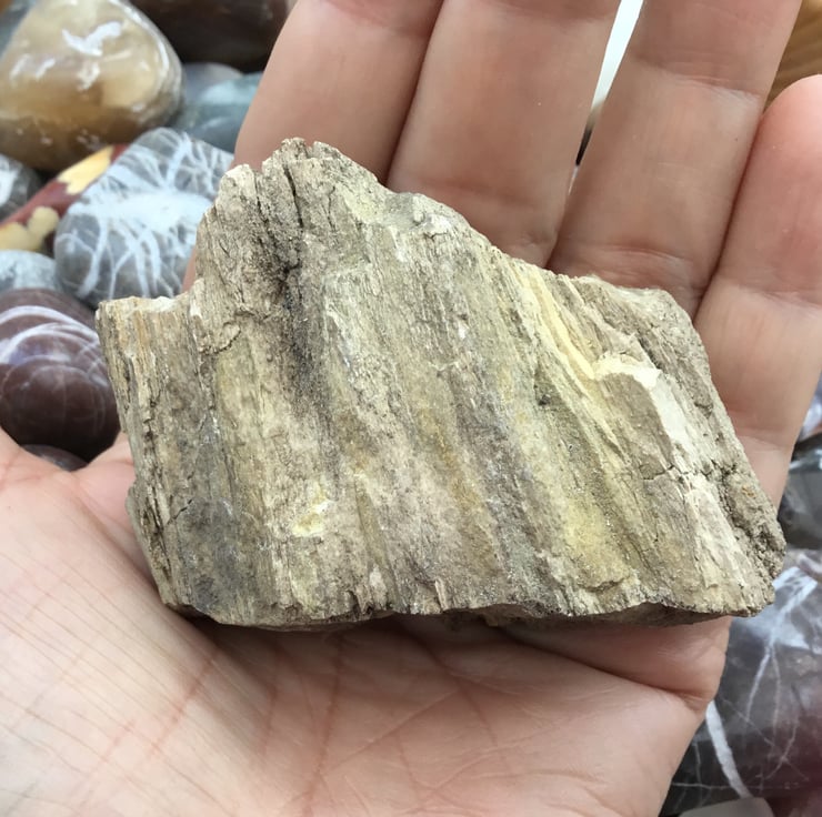 Rustic Fossilised Wood Specimen, Collectable, P... - Folksy