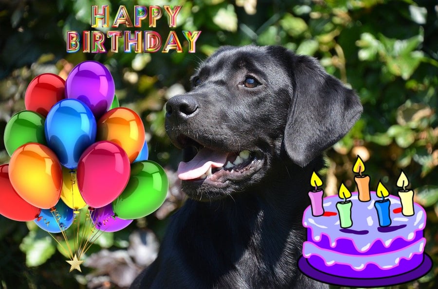 Black Labrador Birthday Card A5 Size - Folksy