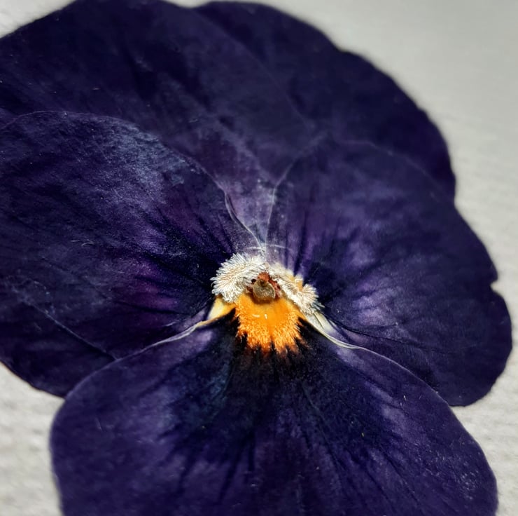 Real Pressed Viola Flower Greeting Card. Congra... - Folksy