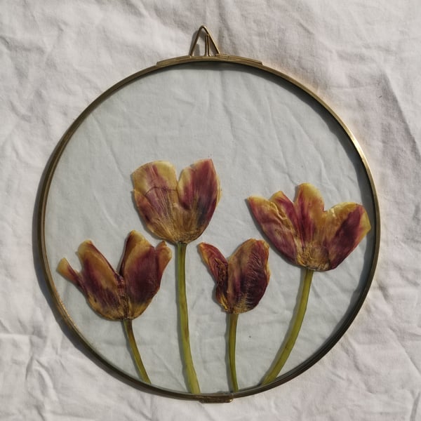 Pressed flowers - tulips - Folksy
