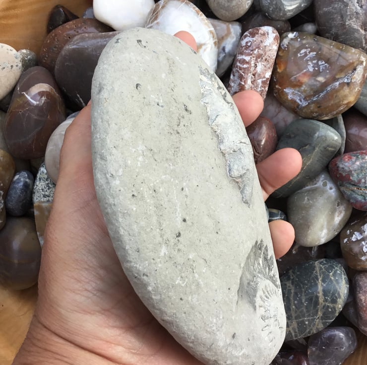 Large Double Ammonite Stone! Display, Collecta... - Folksy