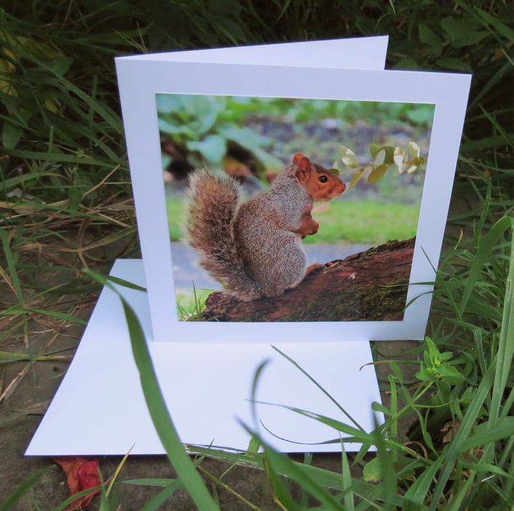 Squirrel. A card featuring an original photogr... - Folksy