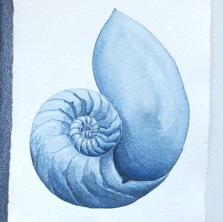 Sale Chambered nautilus original illustration p... - Folksy