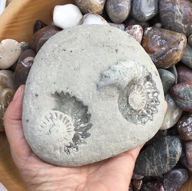 Large Double Ammonite Stone! Display, Collecta... - Folksy