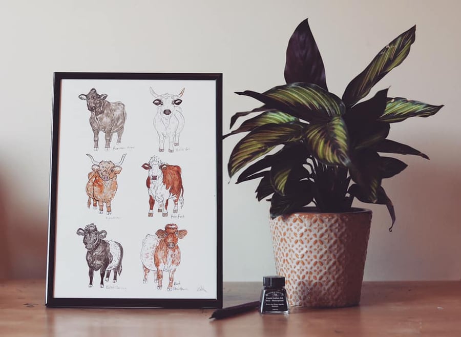 A4 Cow Breeds Illustrated Print - Farm - Animal - Folksy