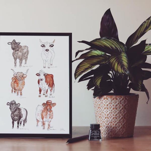 A4 Cow Breeds Illustrated Print - Farm - Animal - Folksy