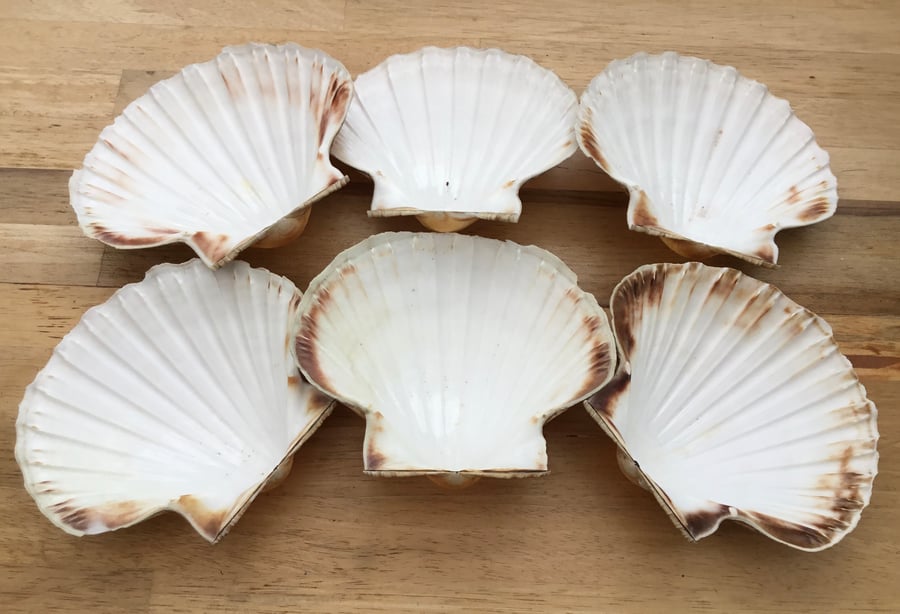 Six Large Natural Scallop Clam Shells for Craft... - Folksy