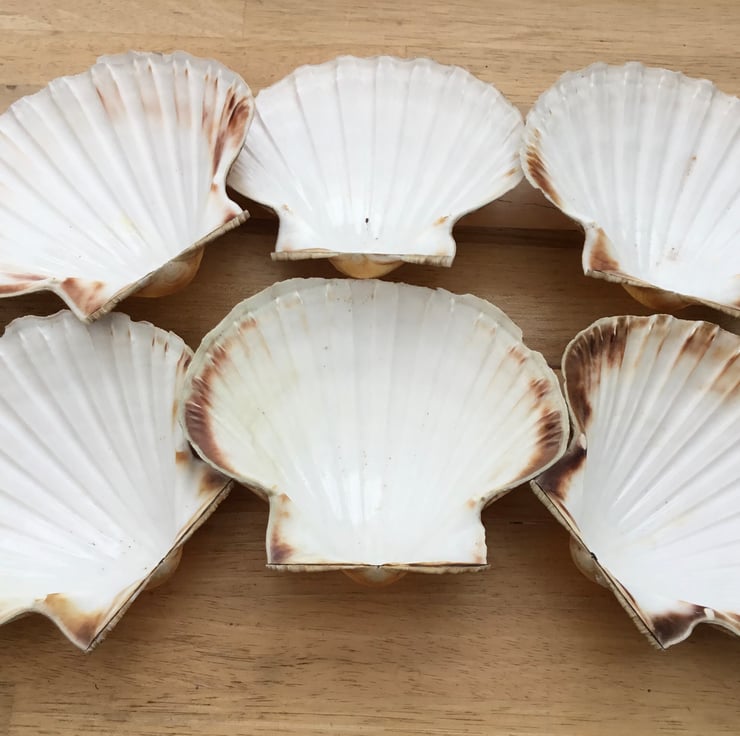 Six Large Natural Scallop Clam Shells for Craft... - Folksy