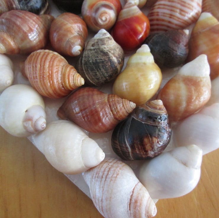 Beautiful Heart shape decorative SHELL art for ... - Folksy