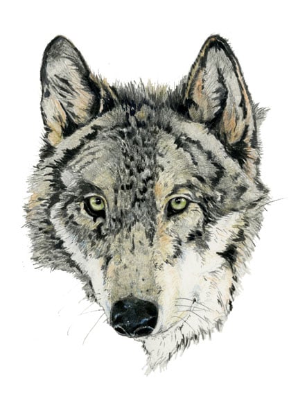 Wolf print Wolf head portrait 8x11 Giclee archi... - Folksy