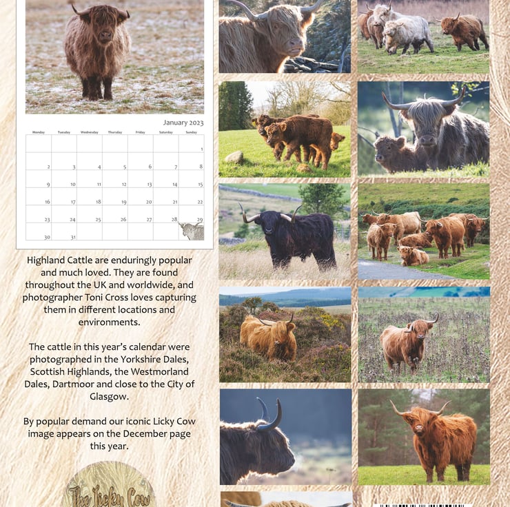 Highland Cattle 2023 Calendar A4 wire bound wit... - Folksy