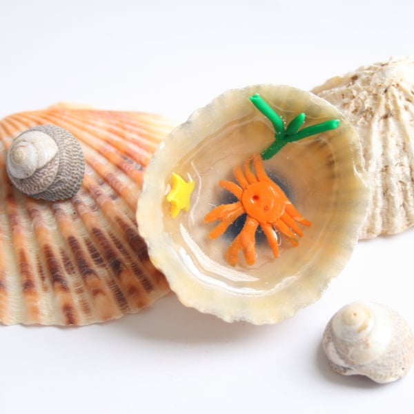 Miniature rock pool in a shell. - Folksy