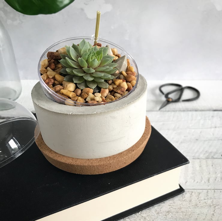 Concrete & Cork Terrarium Succulent planter - Folksy