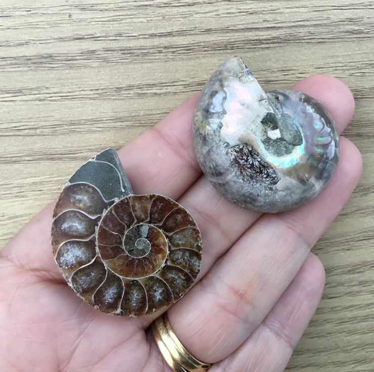 Pair of Beautiful Large Polished Ammonite Halve... - Folksy