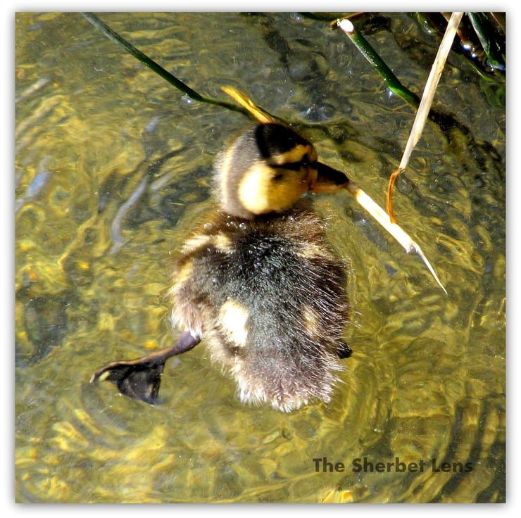 A curious duckling. A photographic card let bl... - Folksy