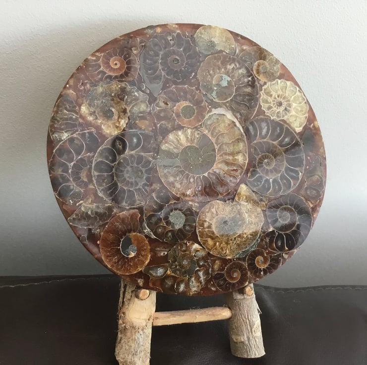 Ammonites Abound! Amazing Ammonite Fossil Ornam... - Folksy