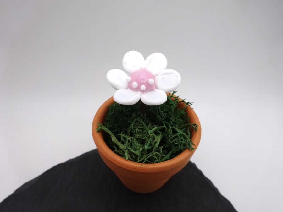 glass flower pot gift, white and pink - Folksy