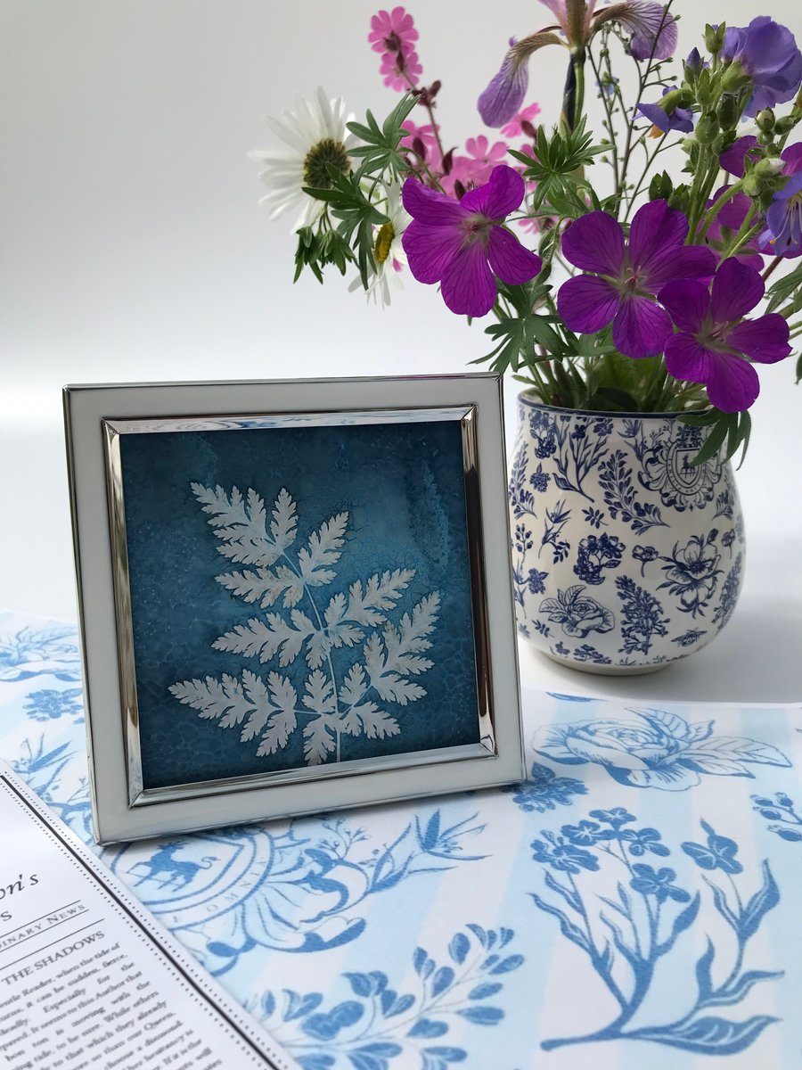 Framed Art, Cyanotype Original Photogram, Botan... - Folksy