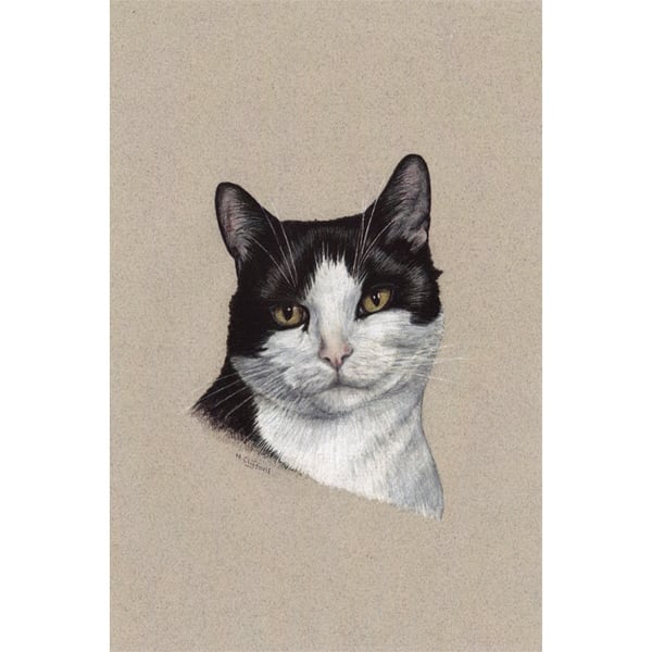 Black and White Cat - Fine Art Print - Folksy