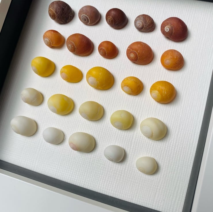 Periwinkle shell box frame artwork - Folksy