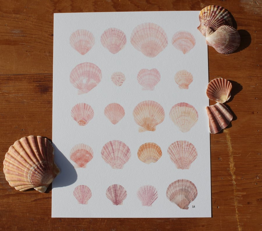 A4 Scallop Seashell Print - Folksy