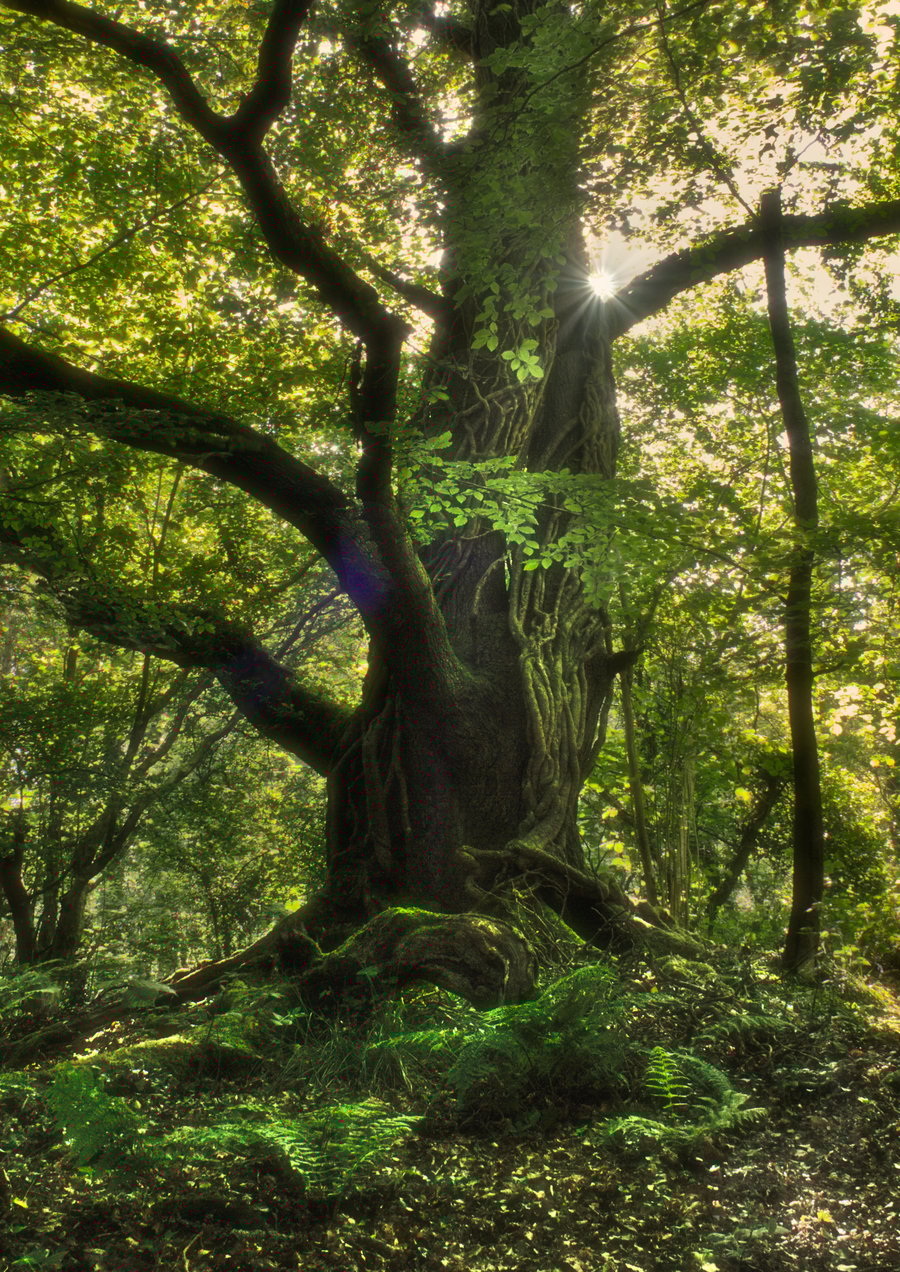 Welsh Landscapes, Forest Scenes, Printable Wall... - Folksy