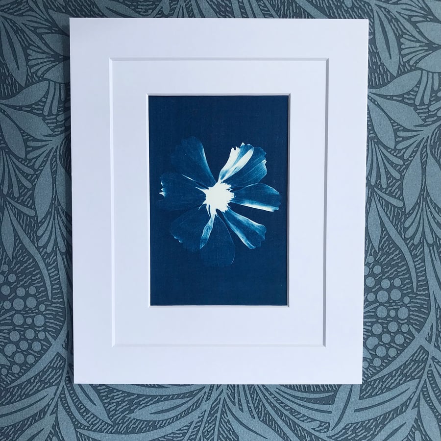 Wall art, Cyanotype embraces Cosmos Flower - Folksy