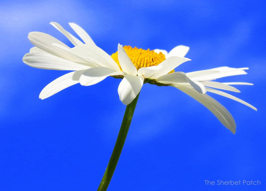 Daisy, daisy. A photographic card left blank f... - Folksy