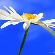 Daisy, daisy. A photographic card left blank f... - Folksy