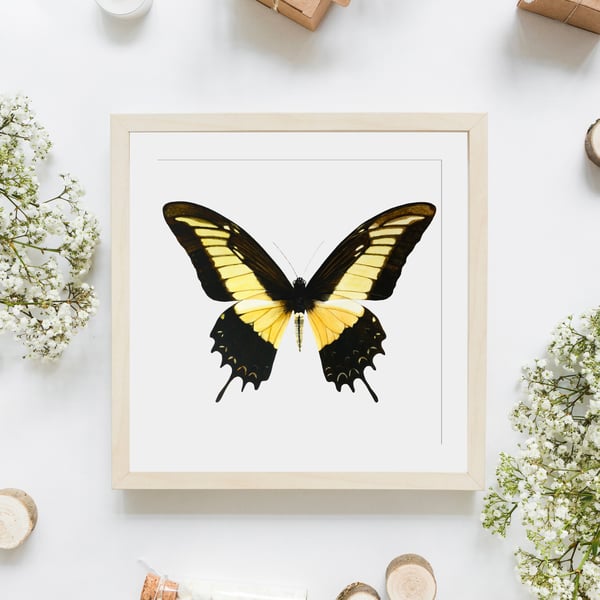 Yellow queen swallowtail butterfly giclee print... - Folksy