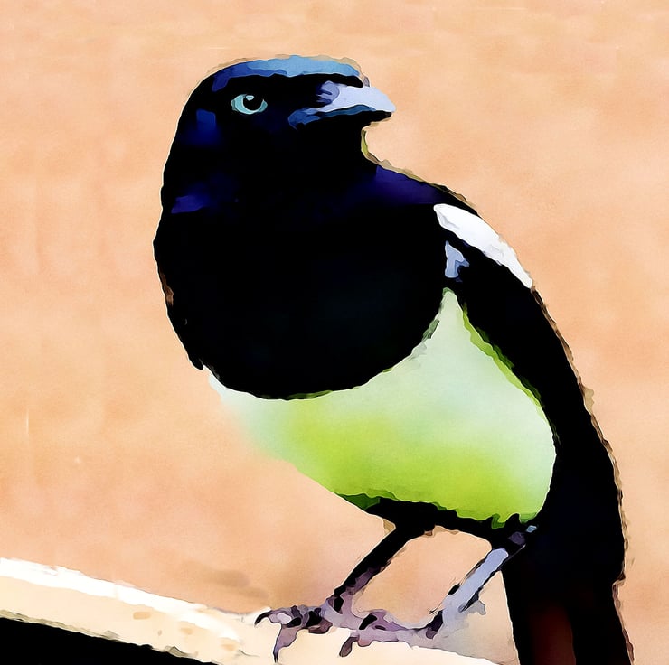 Magpie Greeting, Birthday Card - Folksy