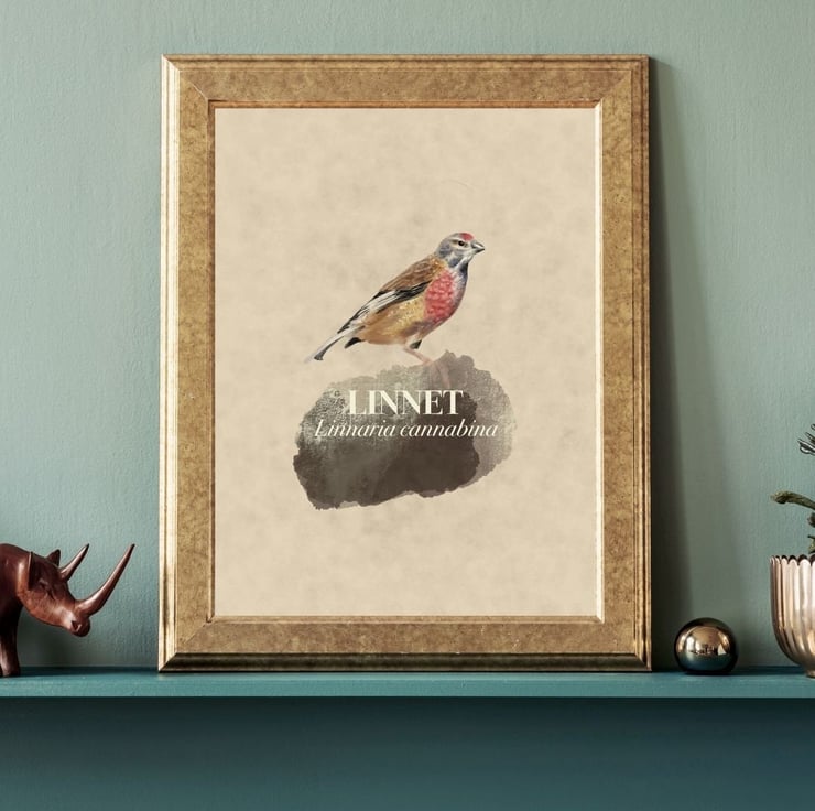 British garden birds print, Linnet, A4 nature p... - Folksy