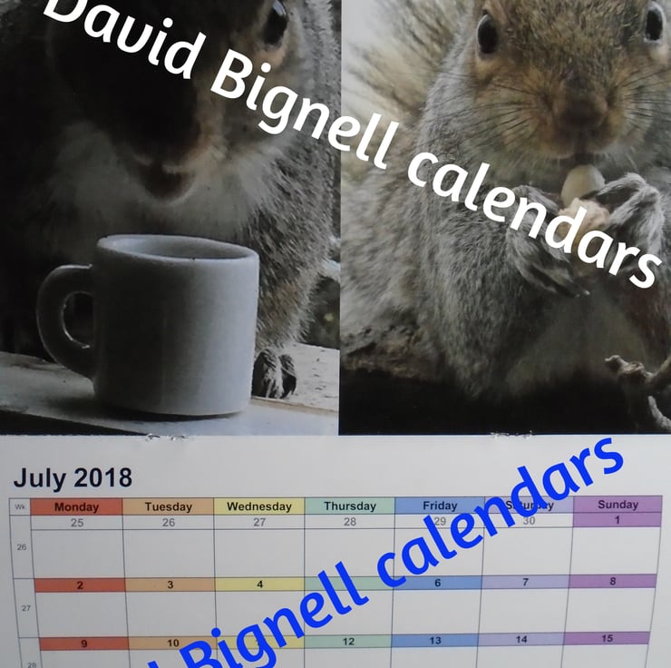 Wildlife squirrel Calendar - Folksy