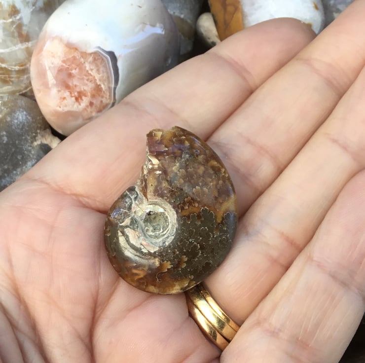 Beautiful Full Polished Amber Tones Ammonite wi... - Folksy