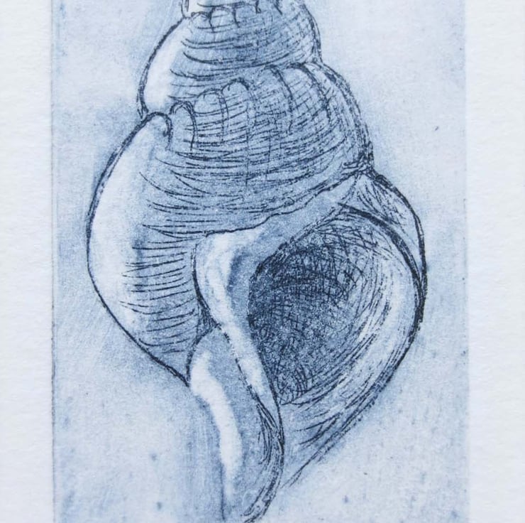 Original etching of a whelk seashell no. 4 of 6... - Folksy