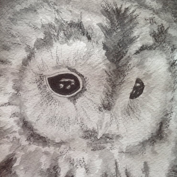 'The Owl' Original graphite watercolour - Folksy