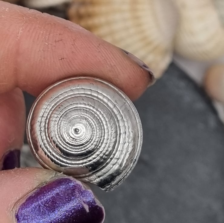 Real sundial seashell preserved in silver, tie ... - Folksy