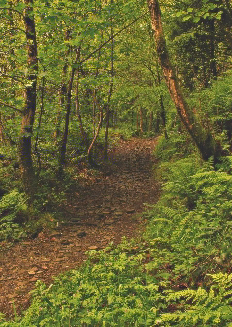 Welsh Landscapes, Forest Scenes, Printable Wall... - Folksy